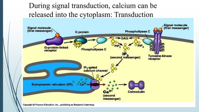 Signal transduction mechanism | PPT