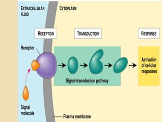 Signal transduction | PDF