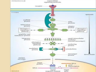 Signal transduction | PDF