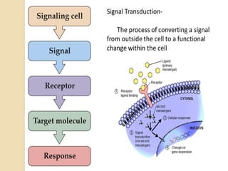 Signal Transduction Pathway Diagram