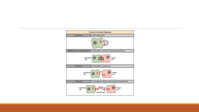 Signal transduction_part1-simple signalling pathway | PPTX