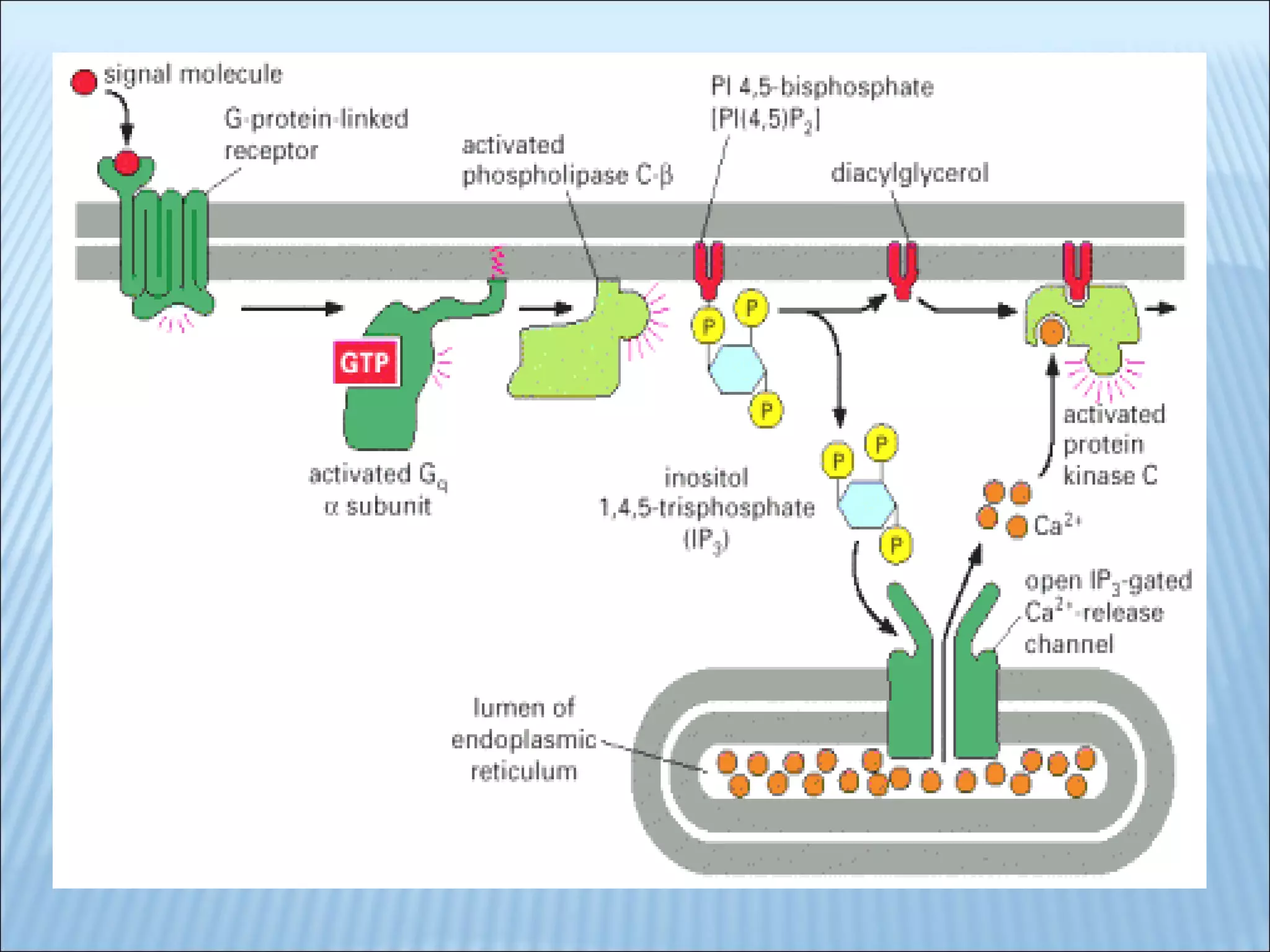 Signal transduction presentation | PPT