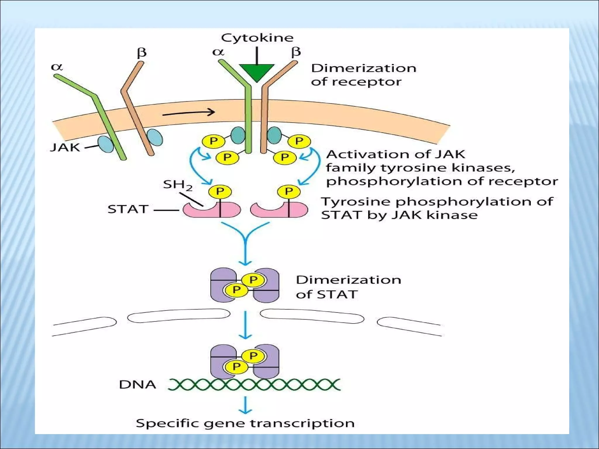 Signal transduction presentation | PPT