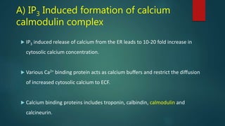 Signal transduction processes connected to the changes in cytosolic ...