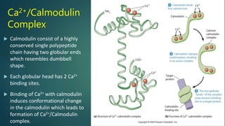 Signal transduction processes connected to the changes in cytosolic ...