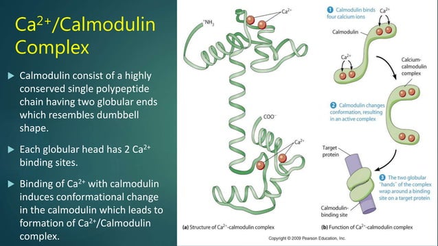 Signal transduction processes connected to the changes in cytosolic ...