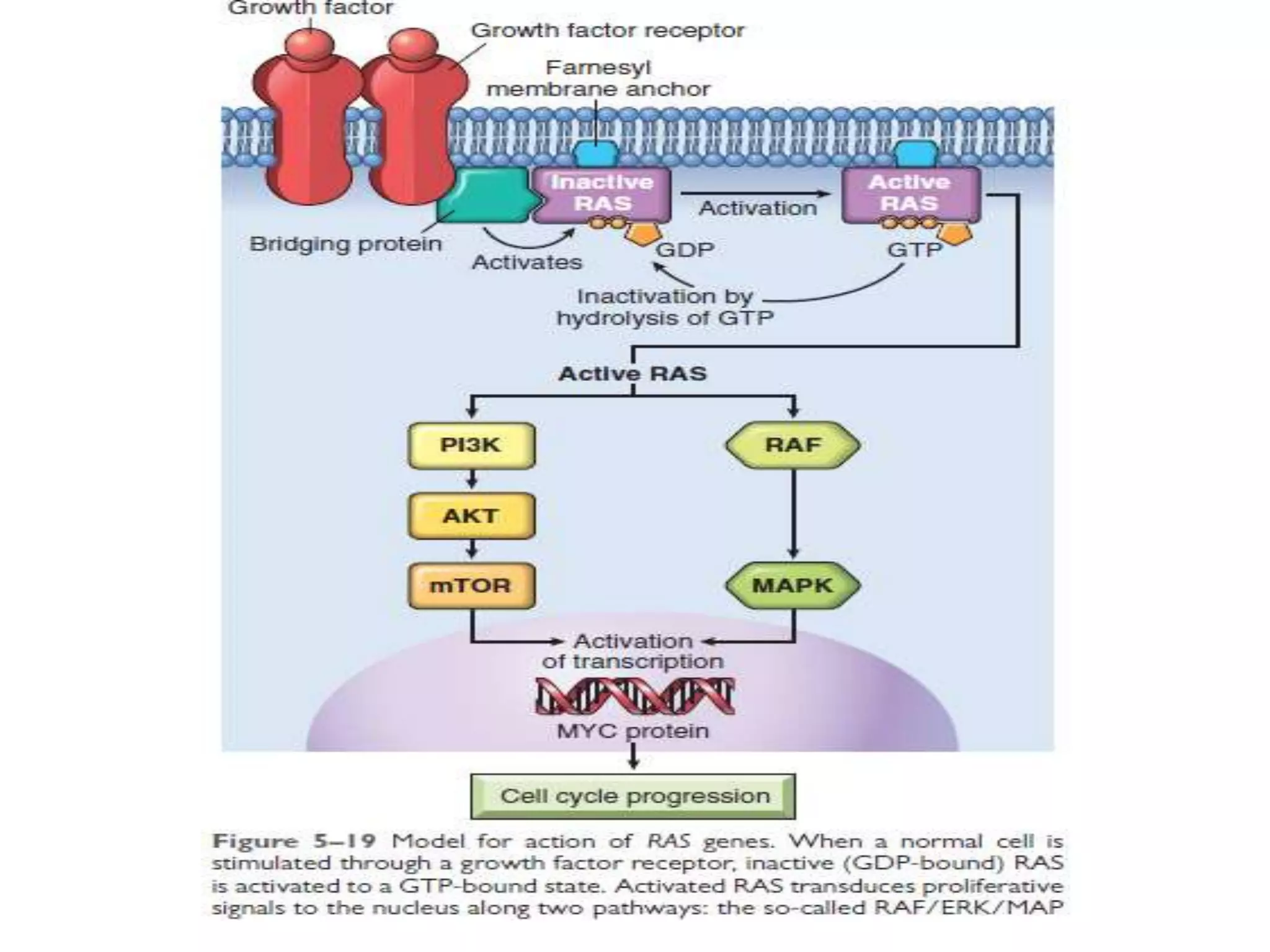 Signal transduction proteins and pathways in oncogenesis | PPTX | Endocrine and Metabolic ...