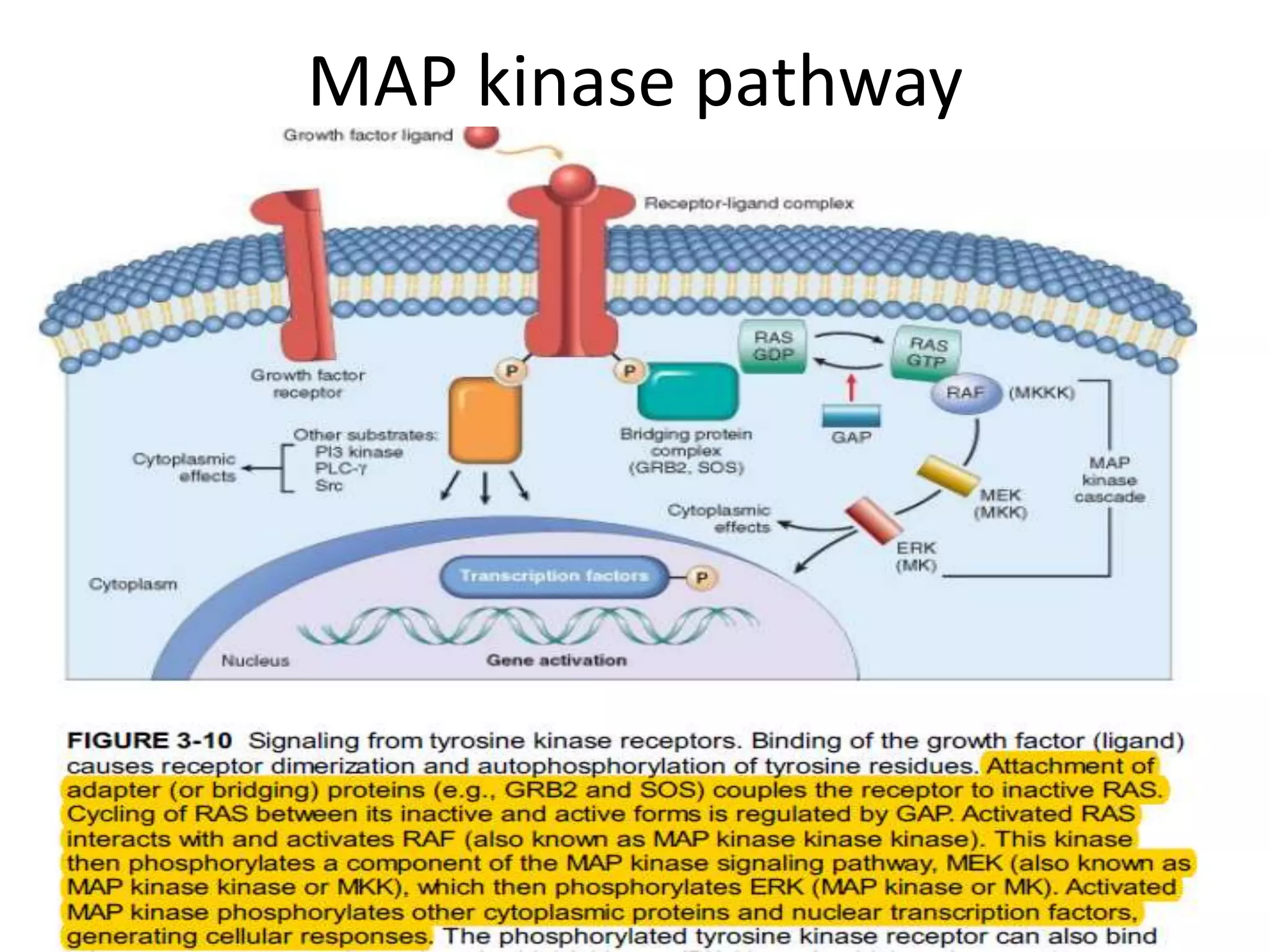 Signal transduction proteins and pathways in oncogenesis | PPTX