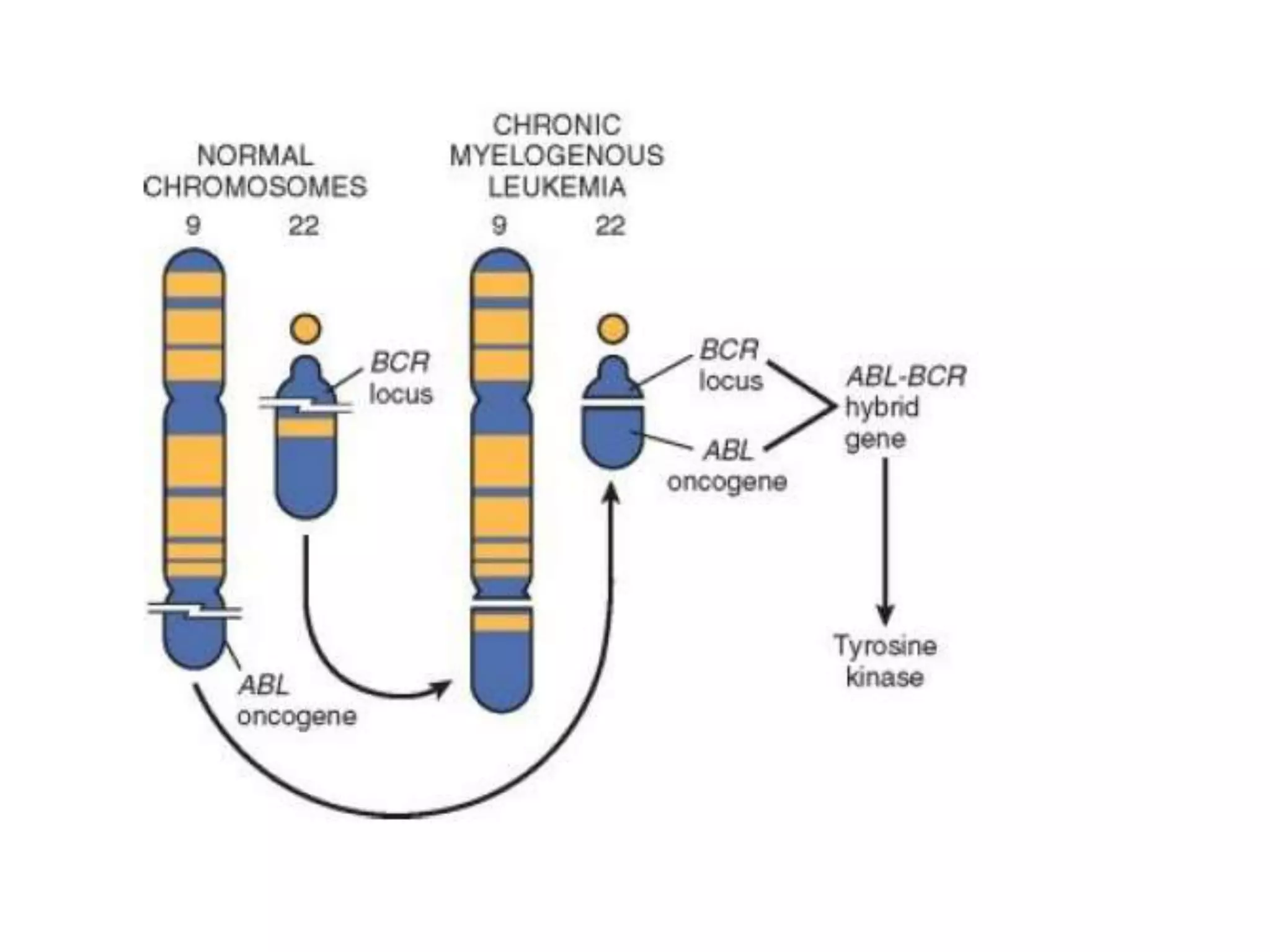 Signal transduction proteins and pathways in oncogenesis | PPTX | Endocrine and Metabolic ...