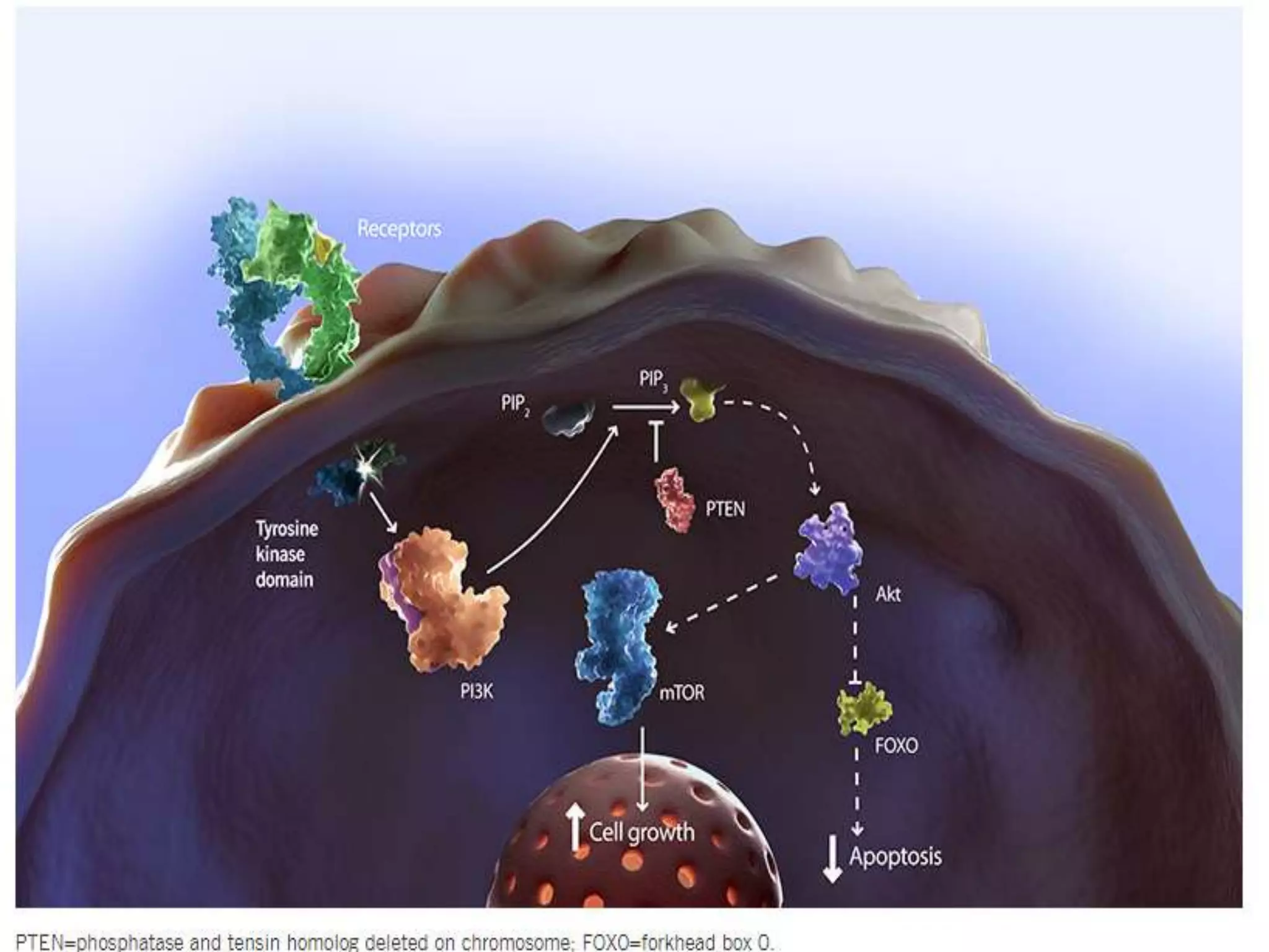 Signal transduction proteins and pathways in oncogenesis | PPTX | Endocrine and Metabolic ...