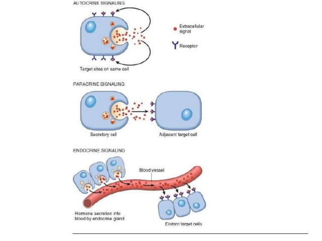 Signal transduction proteins and pathways in oncogenesis | PPTX | Endocrine and Metabolic ...
