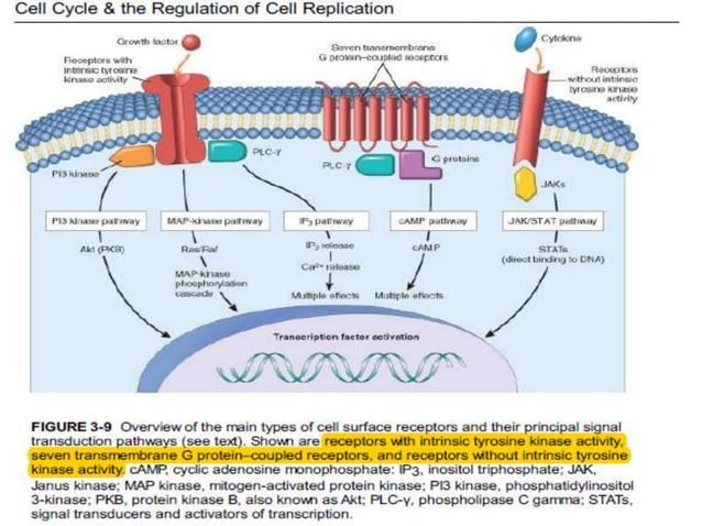 Signal transduction proteins and pathways in oncogenesis | PPTX | Endocrine and Metabolic ...