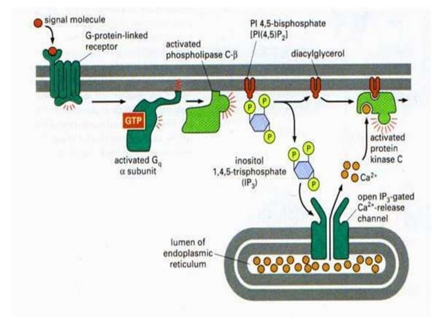 Signal transduction proteins and pathways in oncogenesis | PPTX | Endocrine and Metabolic ...