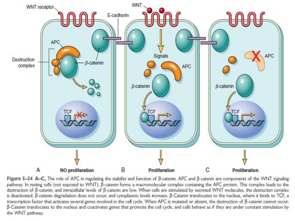 Signal transduction proteins and pathways in oncogenesis