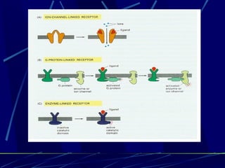 Signal Transduction Revised | PPT