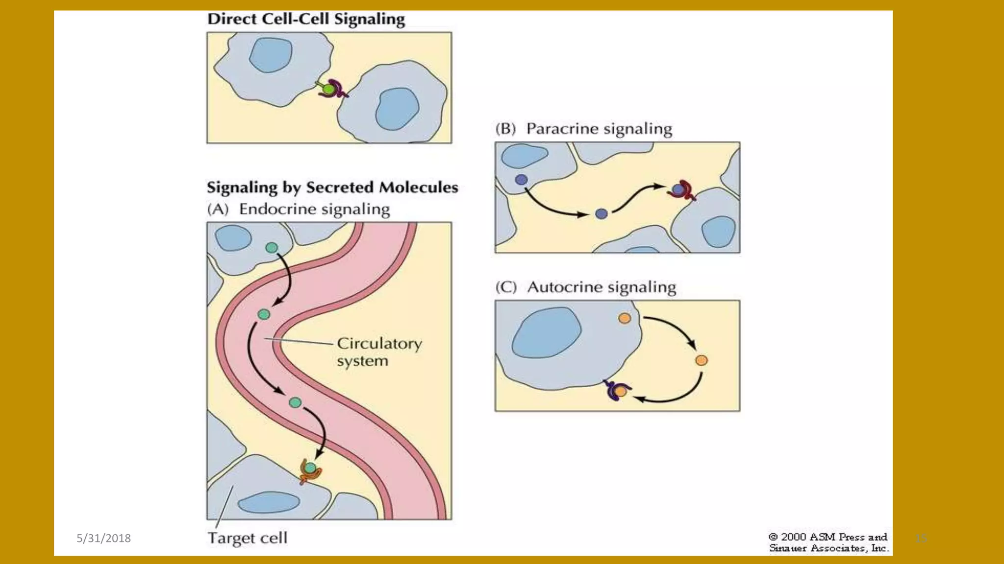 Signal transduction and translocation | PPT