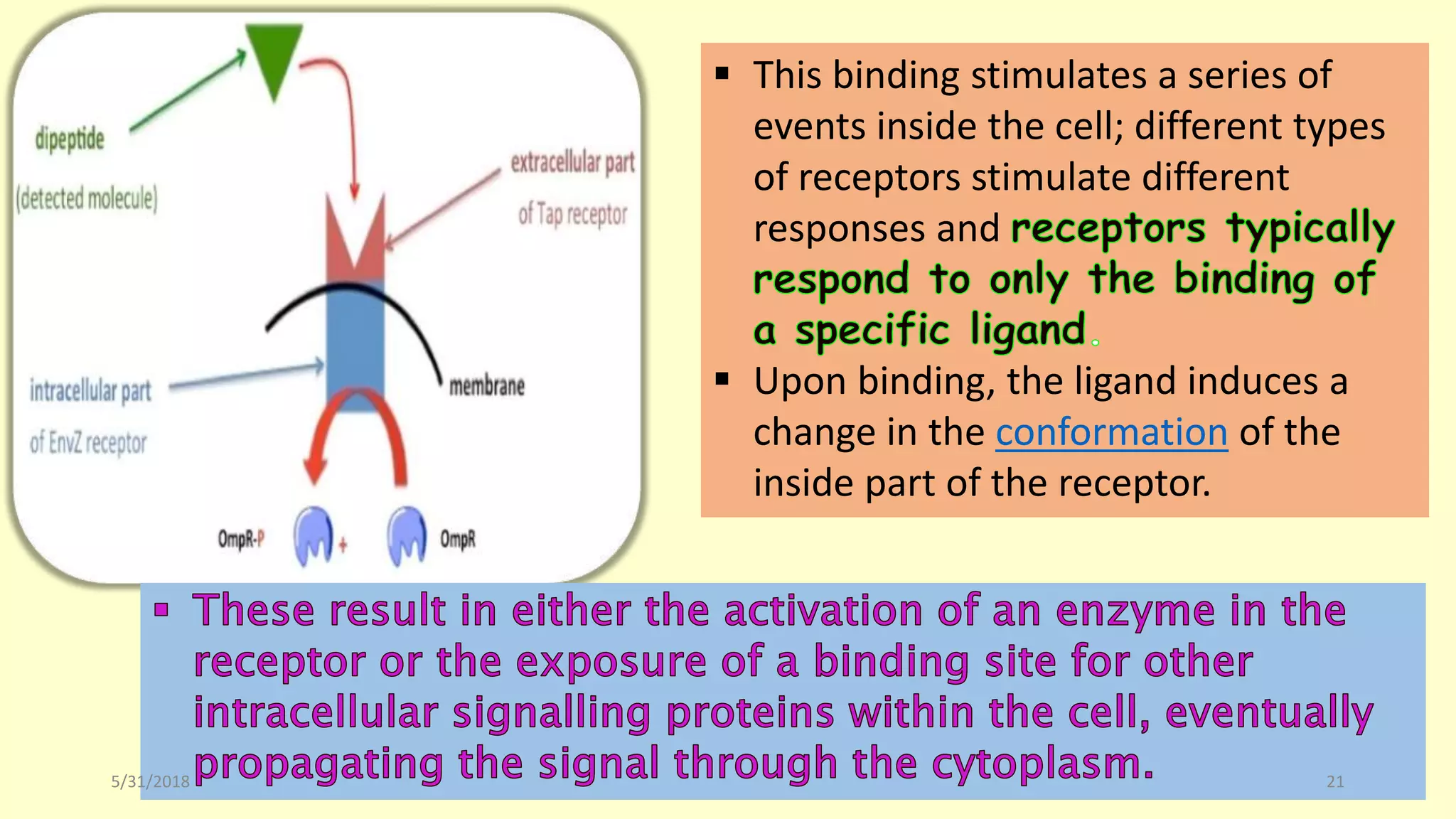 Signal transduction and translocation | PPT
