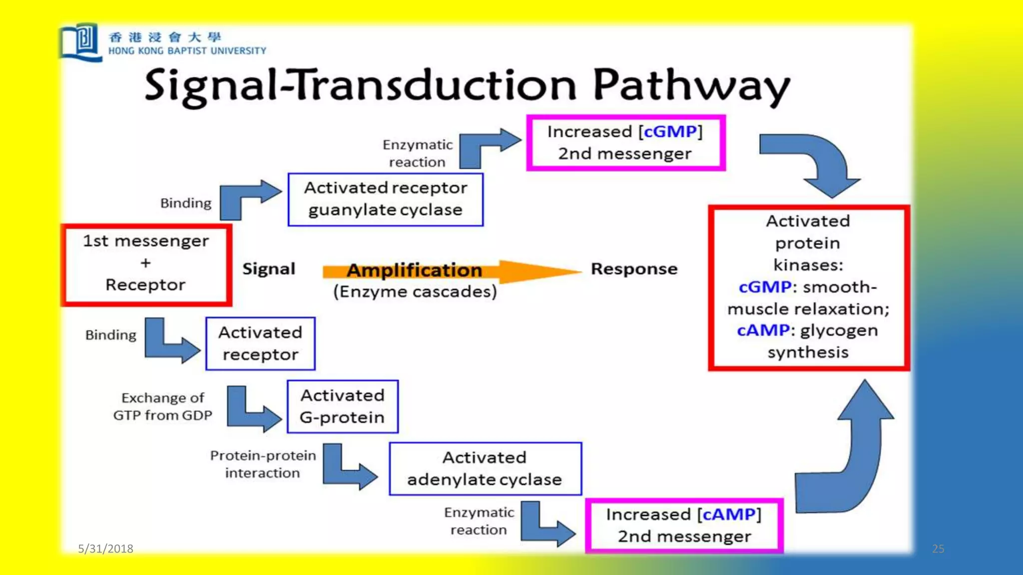 Signal transduction and translocation | PPT