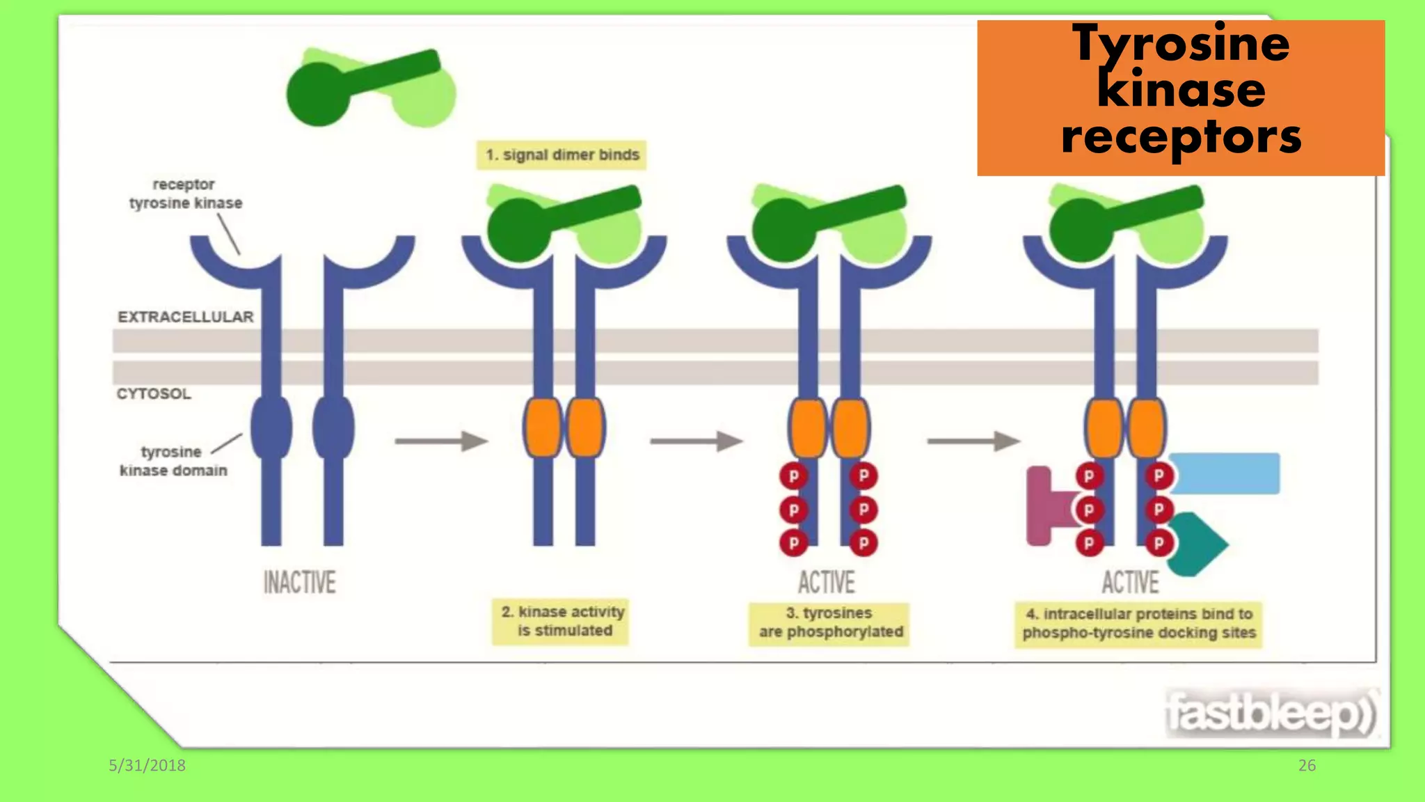 Signal transduction and translocation | PPT