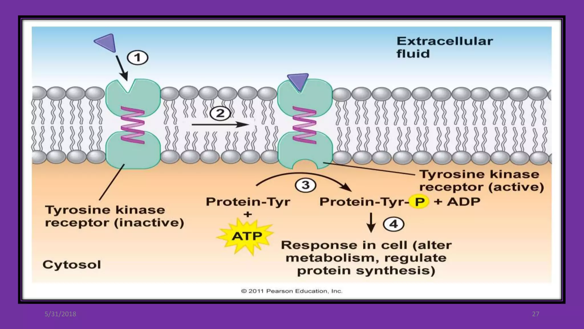 Signal transduction and translocation | PPT