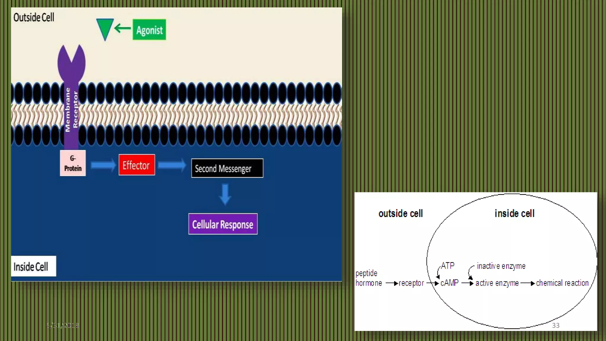 Signal transduction and translocation | PPT