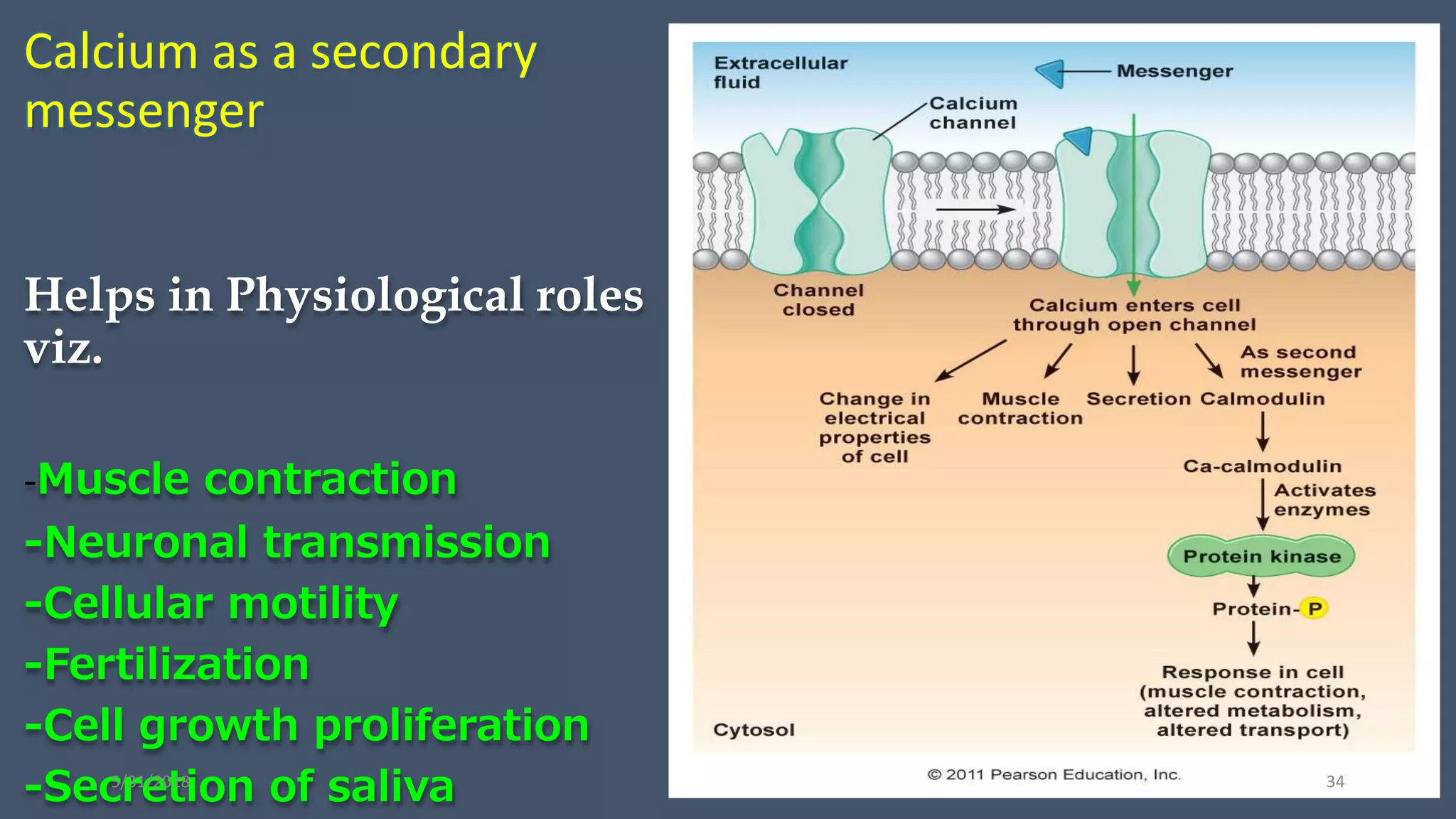 Signal transduction and translocation | PPT