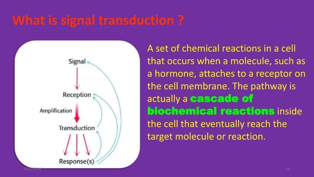 Signal transduction and translocation | PPT