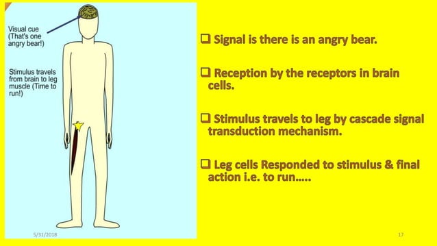 Signal transduction and translocation | PPT