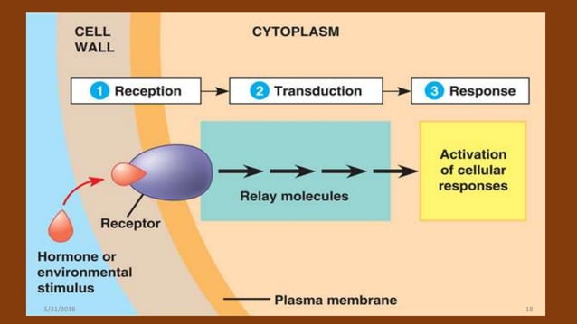 Signal transduction and translocation | PPT