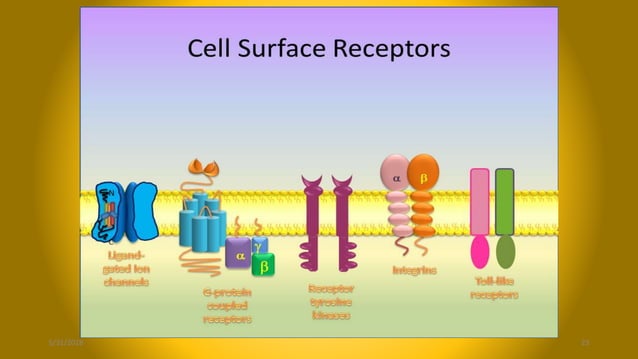 Signal transduction and translocation | PPT