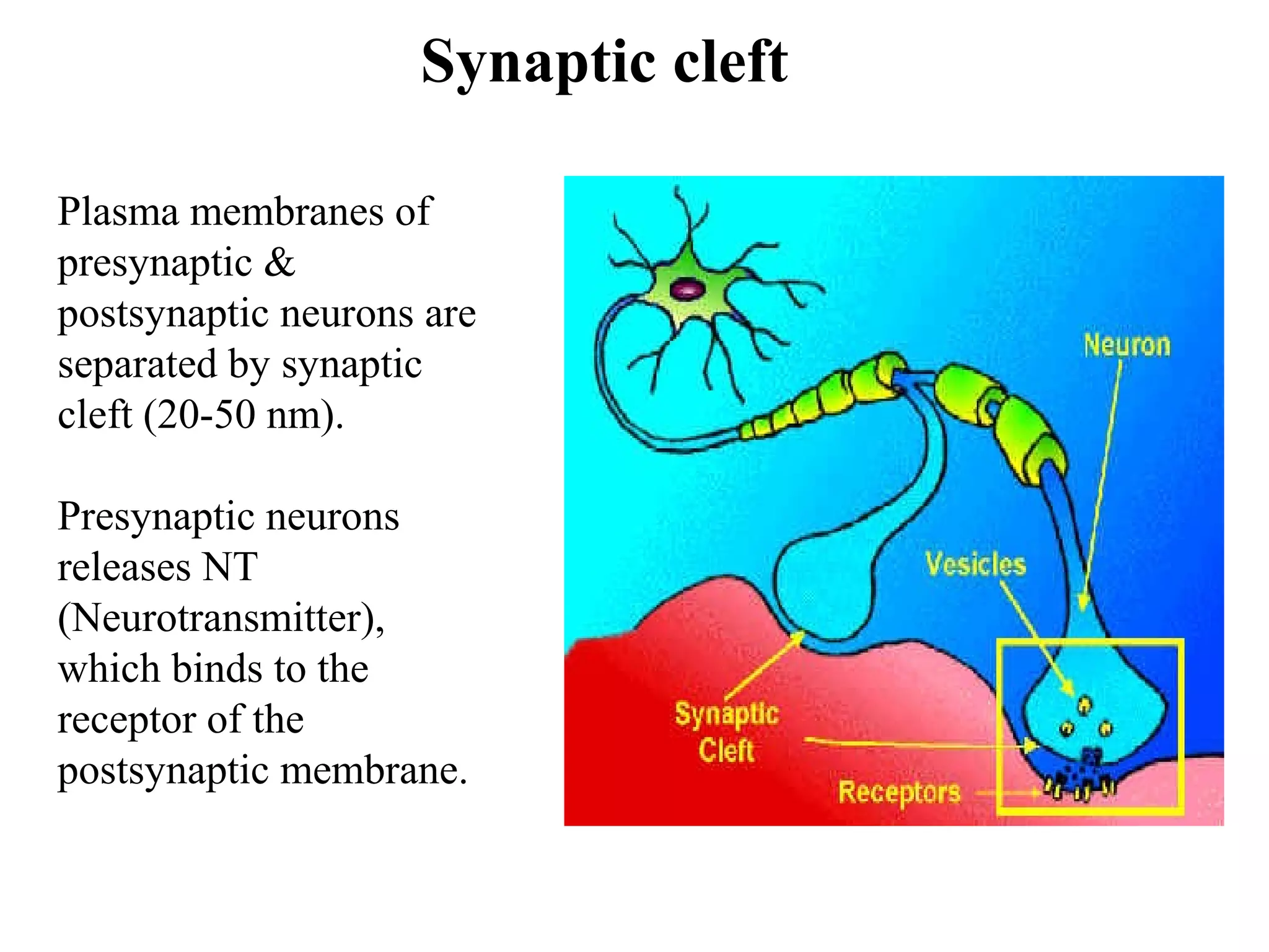 Signal transmission at synapse | PPT