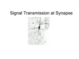 Signal transmission at synapse | PPT