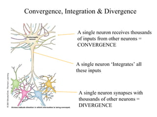 Signal transmission at synapse | PPT