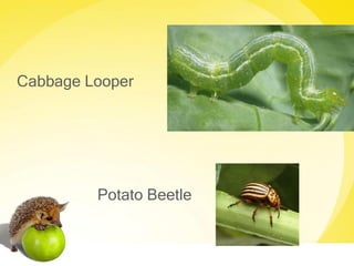 Sign and symptoms in crops | PDF