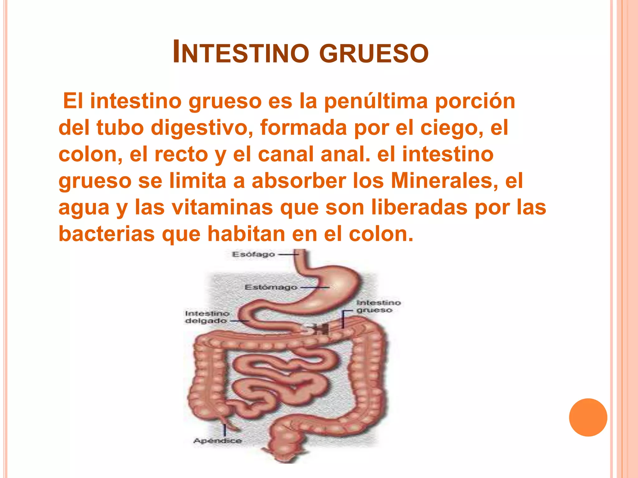 El sistema Digestivo Completo con Enfermedades | PPTX