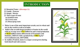 Significance of agronomic biofortification with zinc in maize.pptx