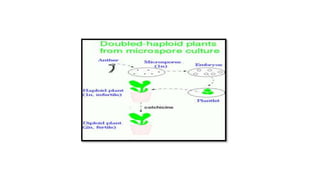 SIGNIFICANCE OF HAPLOIDS,DIPLOIDIZATION AND BULBOSUM TECHNIQUE.pptx