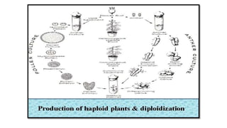 SIGNIFICANCE OF HAPLOIDS,DIPLOIDIZATION AND BULBOSUM TECHNIQUE.pptx