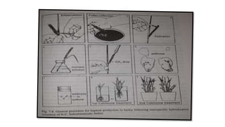 SIGNIFICANCE OF HAPLOIDS,DIPLOIDIZATION AND BULBOSUM TECHNIQUE.pptx