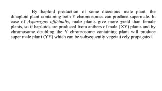 SIGNIFICANCE OF HAPLOIDS,DIPLOIDIZATION AND BULBOSUM TECHNIQUE.pptx