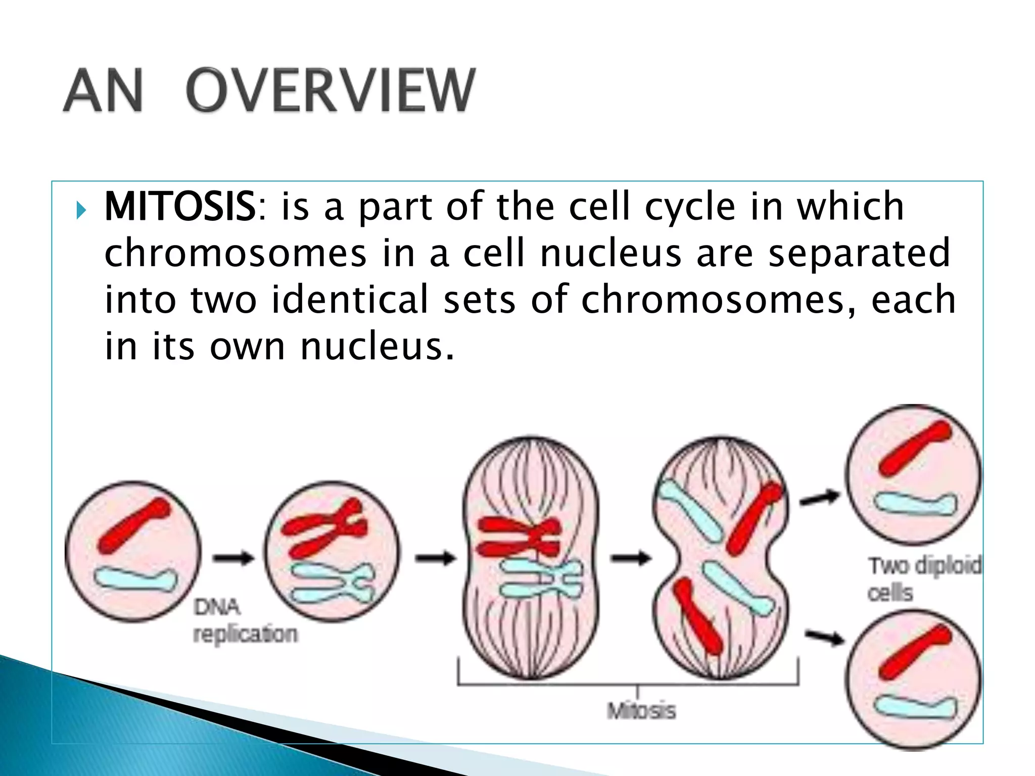 Significance of mitosis nd meosis sss | PPTX
