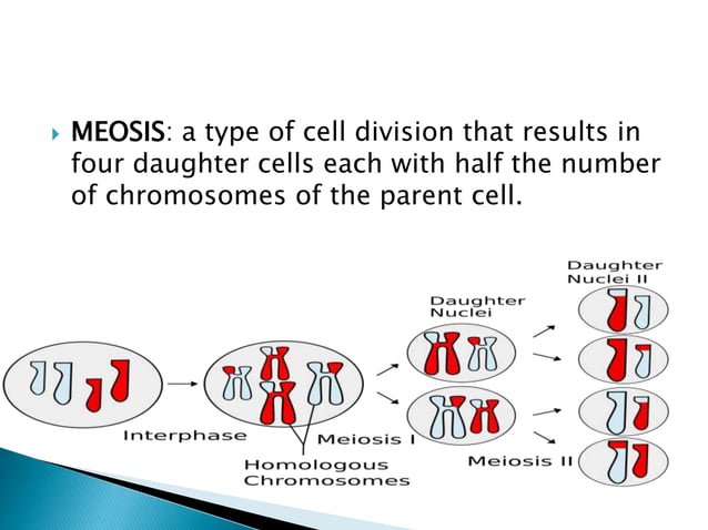 Significance of mitosis nd meosis sss | PPTX | Reproductive Health ...