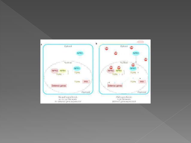Significance of npr1 receptor | PPTX | Chemistry | Science