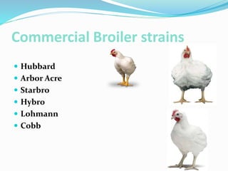Significance of poultry meat | PPTX