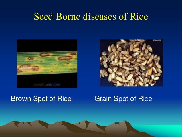 Significance of seed borne diseases on crop production in bangladesh
