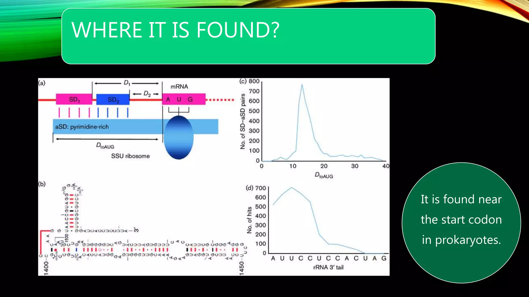 Significance of shine dalgarno sequence | PPTX