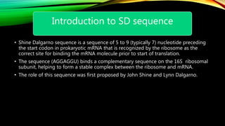 Significance of shine dalgarno sequence | PPTX | Programming Languages ...