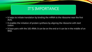 Significance of shine dalgarno sequence | PPTX | Programming Languages ...