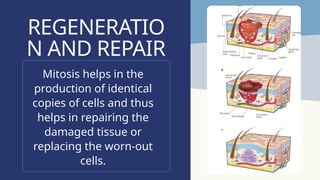 SIGNIFICANCE OF MITOSIS AND MEOSIS.pptx