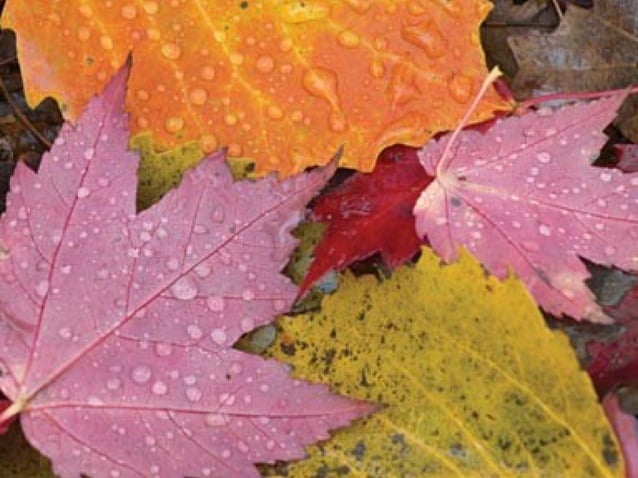 Sign of the beaver powerpoint | PPT